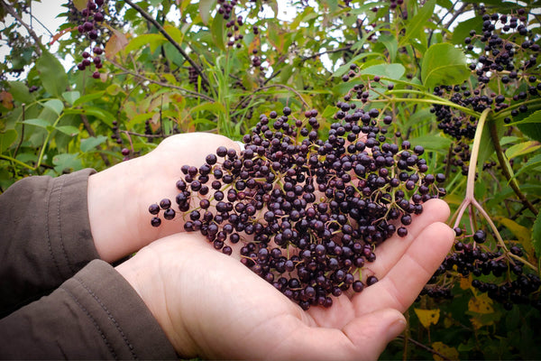 What Do Elderberries Taste Like? Your Guide to Elderberry Uses – Wild ...