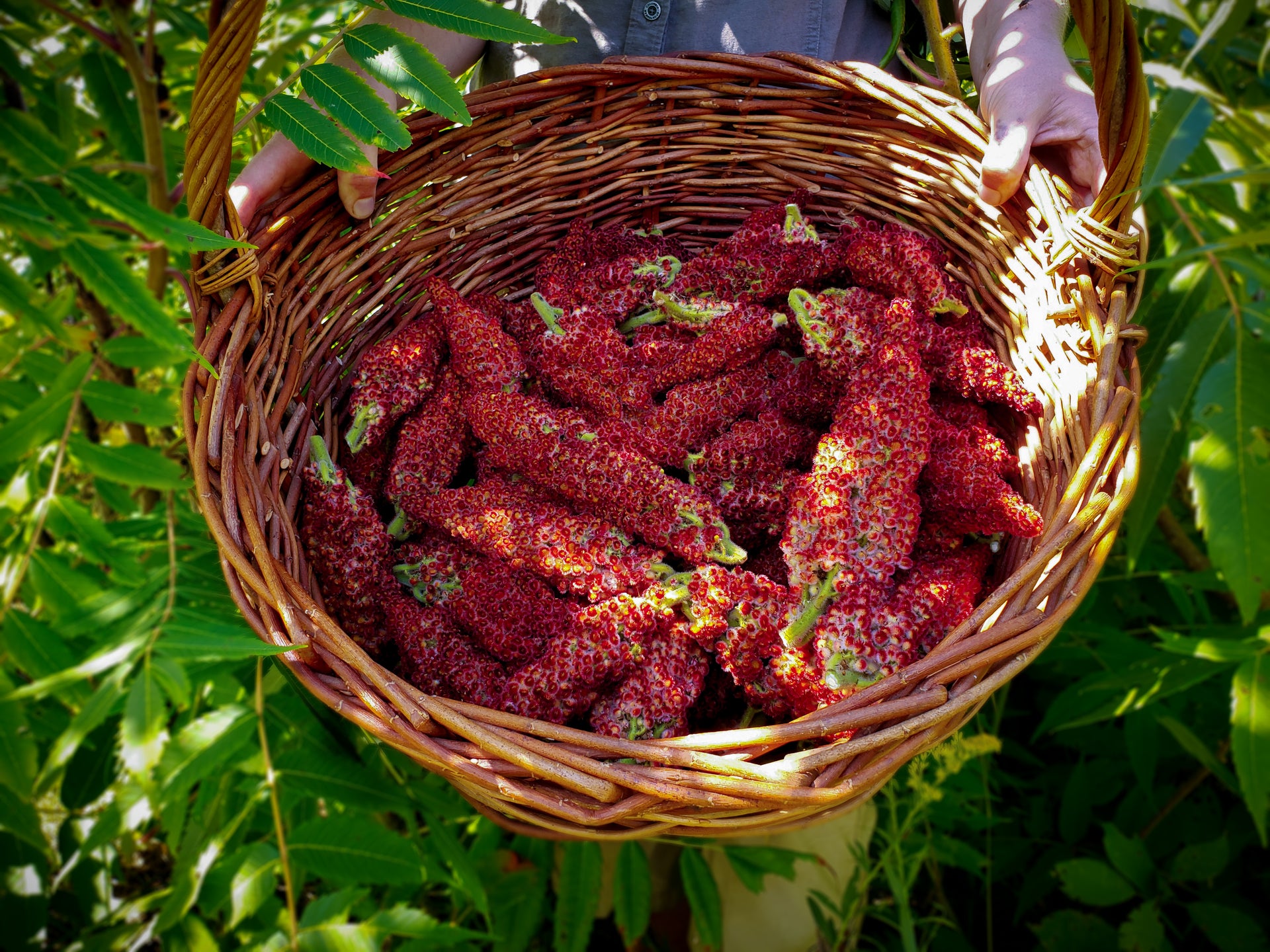Exploring Edible Sumac: How to Wild Forage and Delicious Recipes That ...