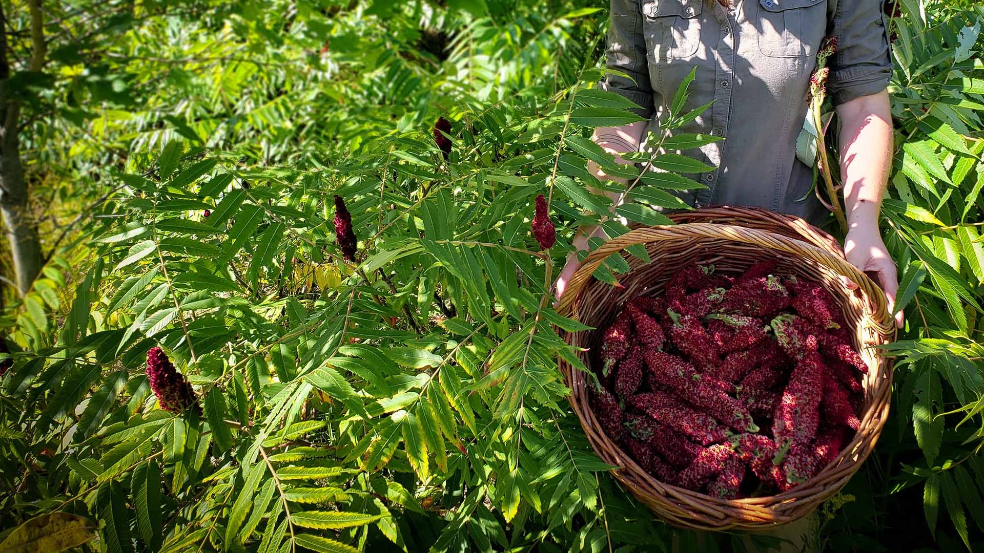Exploring Edible Sumac: How to Wild Forage and Delicious Recipes That ...